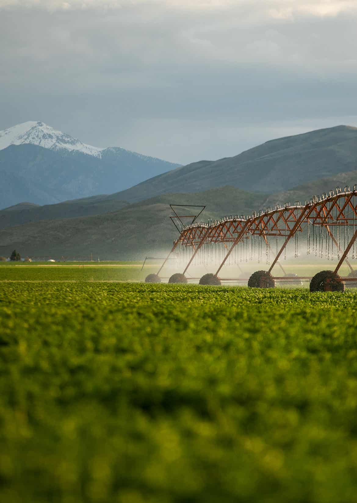 Premium Alfalfa Pellets | Standlee Premium Western Forage