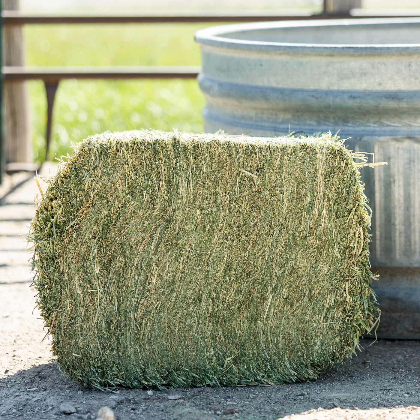 Premium Alfalfa Compressed Bale | Standlee Forage