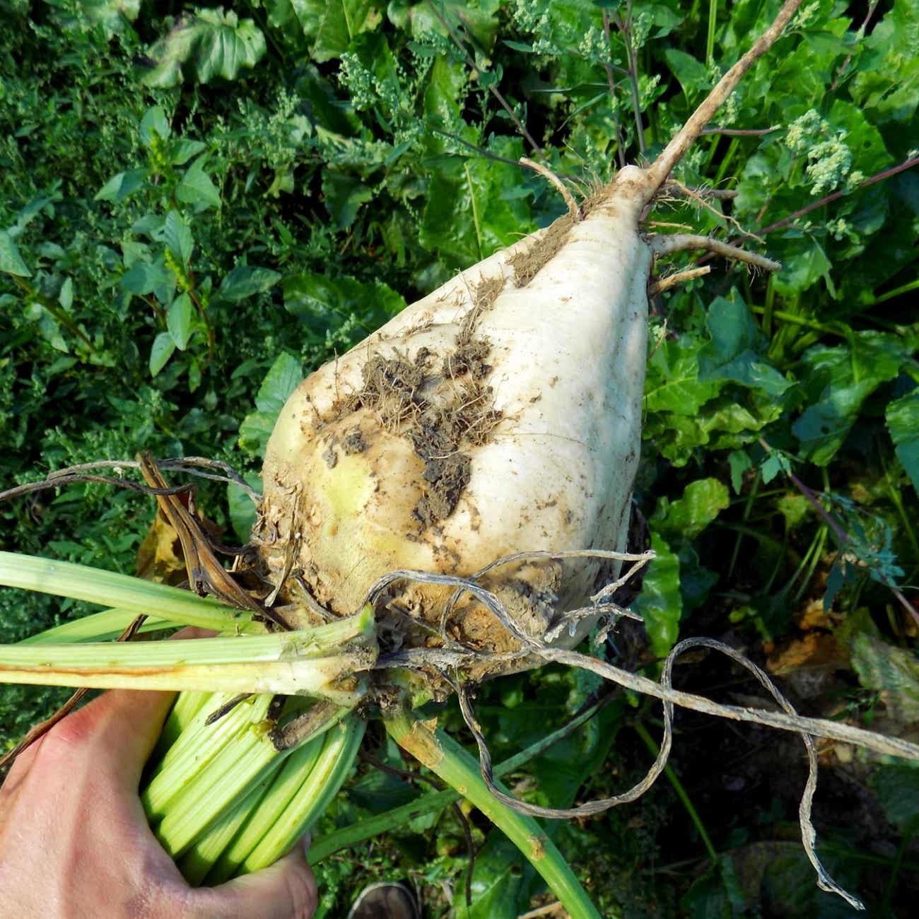 Smart Beet Pellets - Premium Beet Pulp Feed Option for Horses