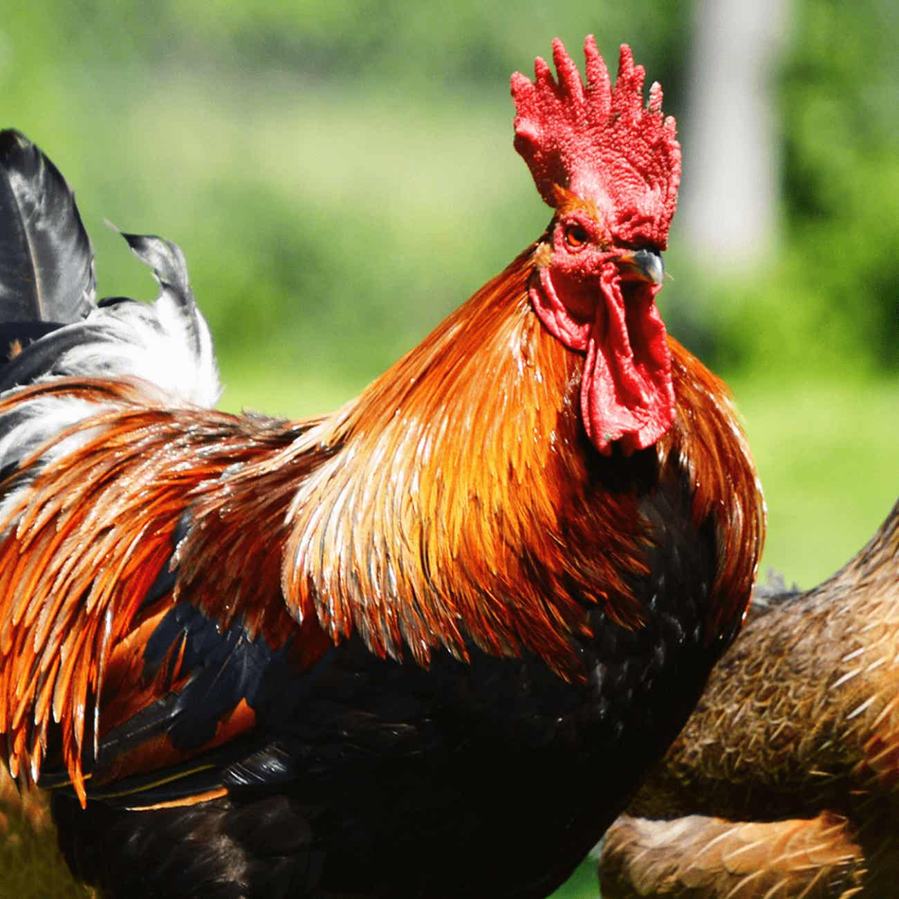 Flock Fresh — Natural Chicken Coop Bedding | Standlee