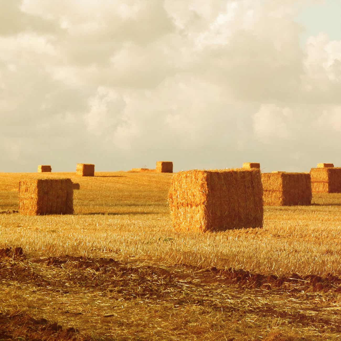 Certified Chopped Straw | Standlee Premium Western Forage