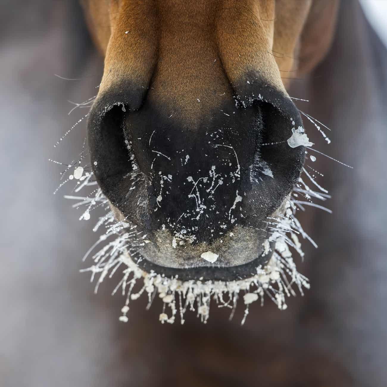 Smart Beet Shreds — Beet Pulp Feed for Horses
