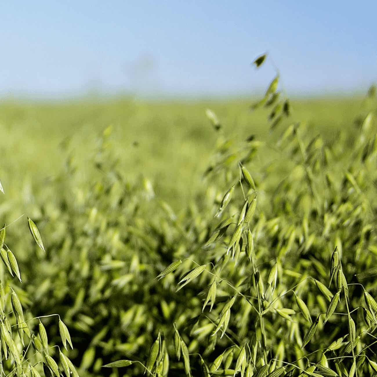 Premium Alfalfa Oat Grass Pellets | Standlee