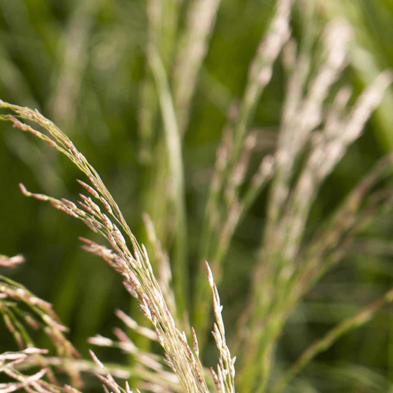 Premium Teff Grass Pellets | Standlee Premium Western Forage