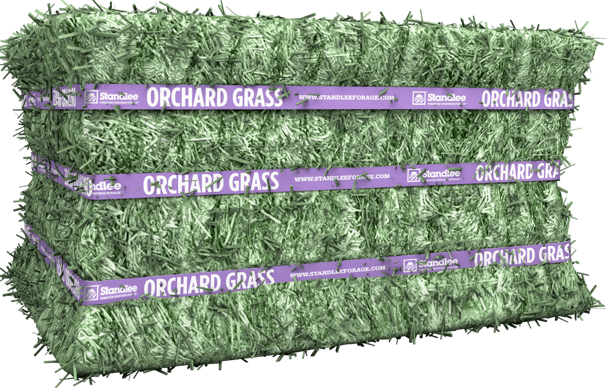 Premium Timothy Compressed Bale | Standlee Premium Forage