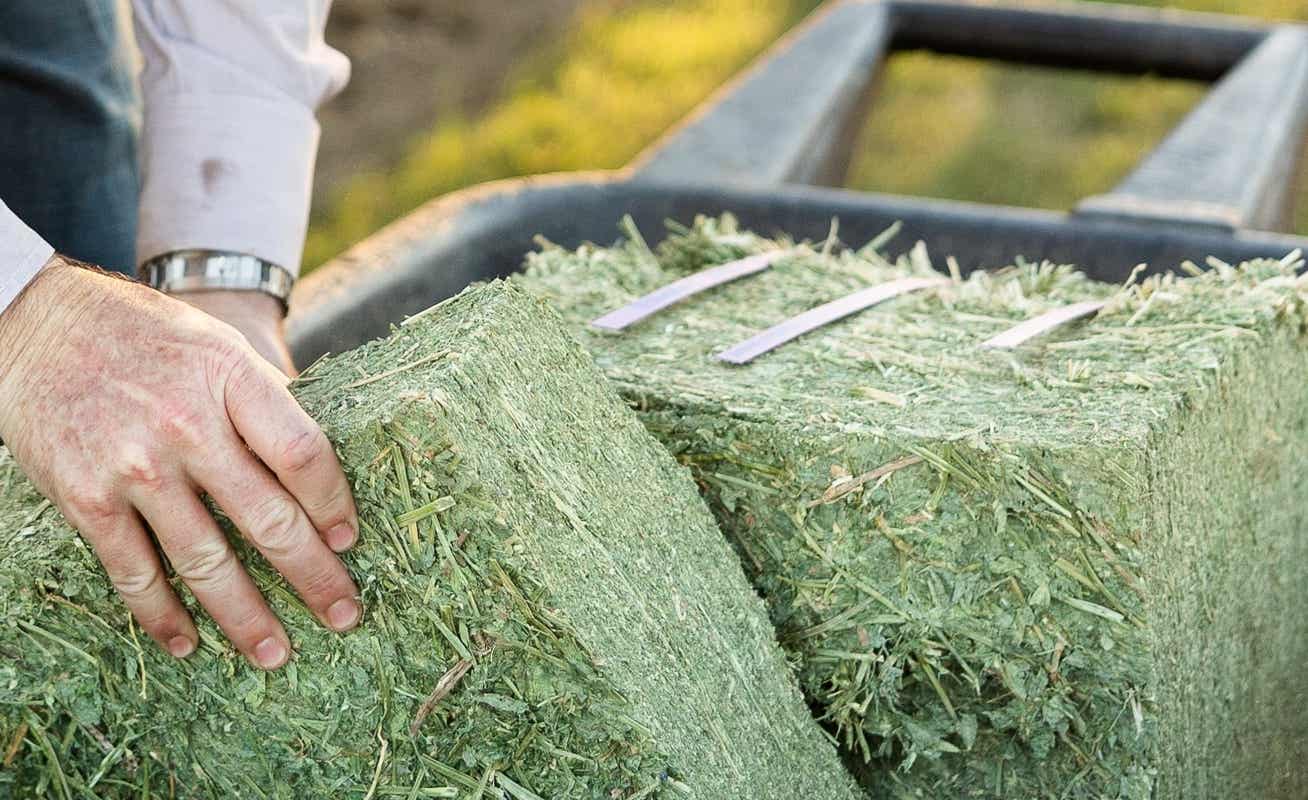 Premium Alfalfa Compressed Bale | Standlee Forage
