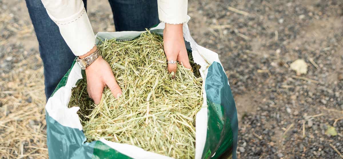 Premium Alfalfa Timothy Chopped | Standlee Premium Forage