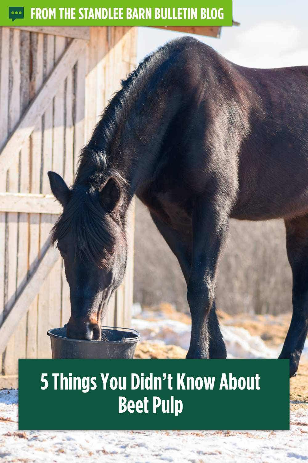 5 Things You Didn’t Know About Feeding Beet Pulp To Horses