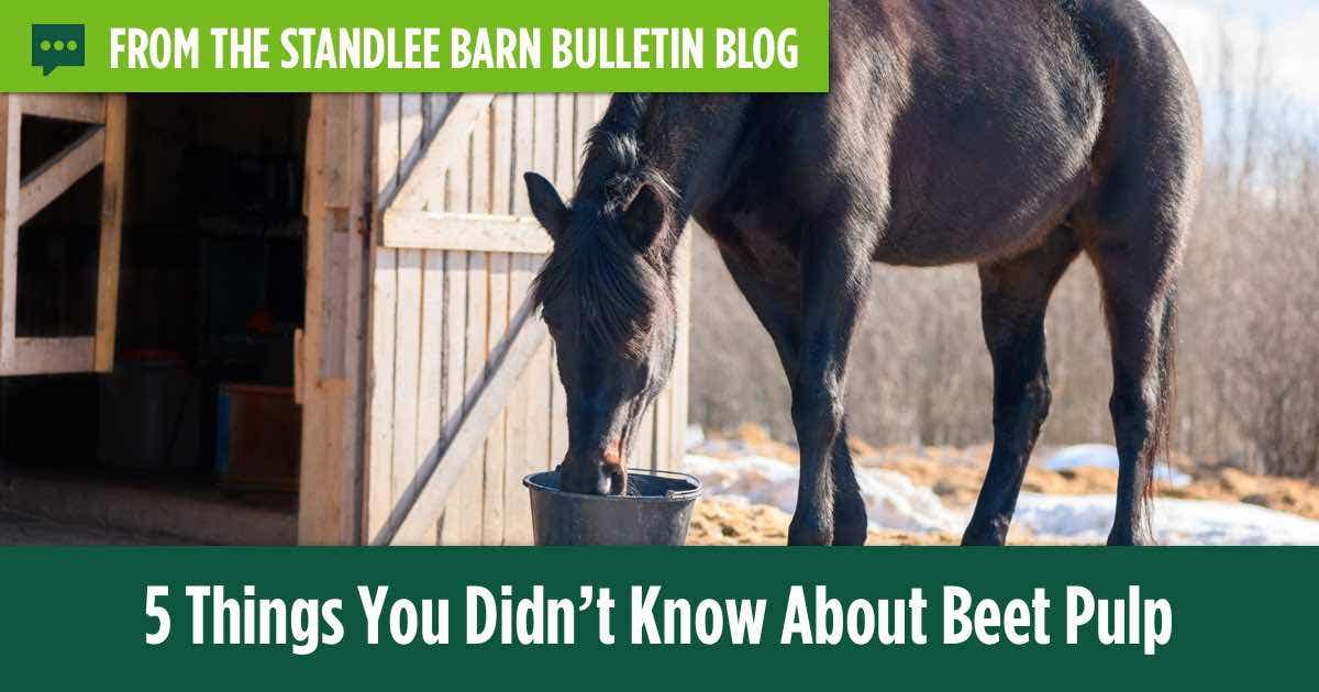 5 Things You Didn’t Know About Feeding Beet Pulp To Horses