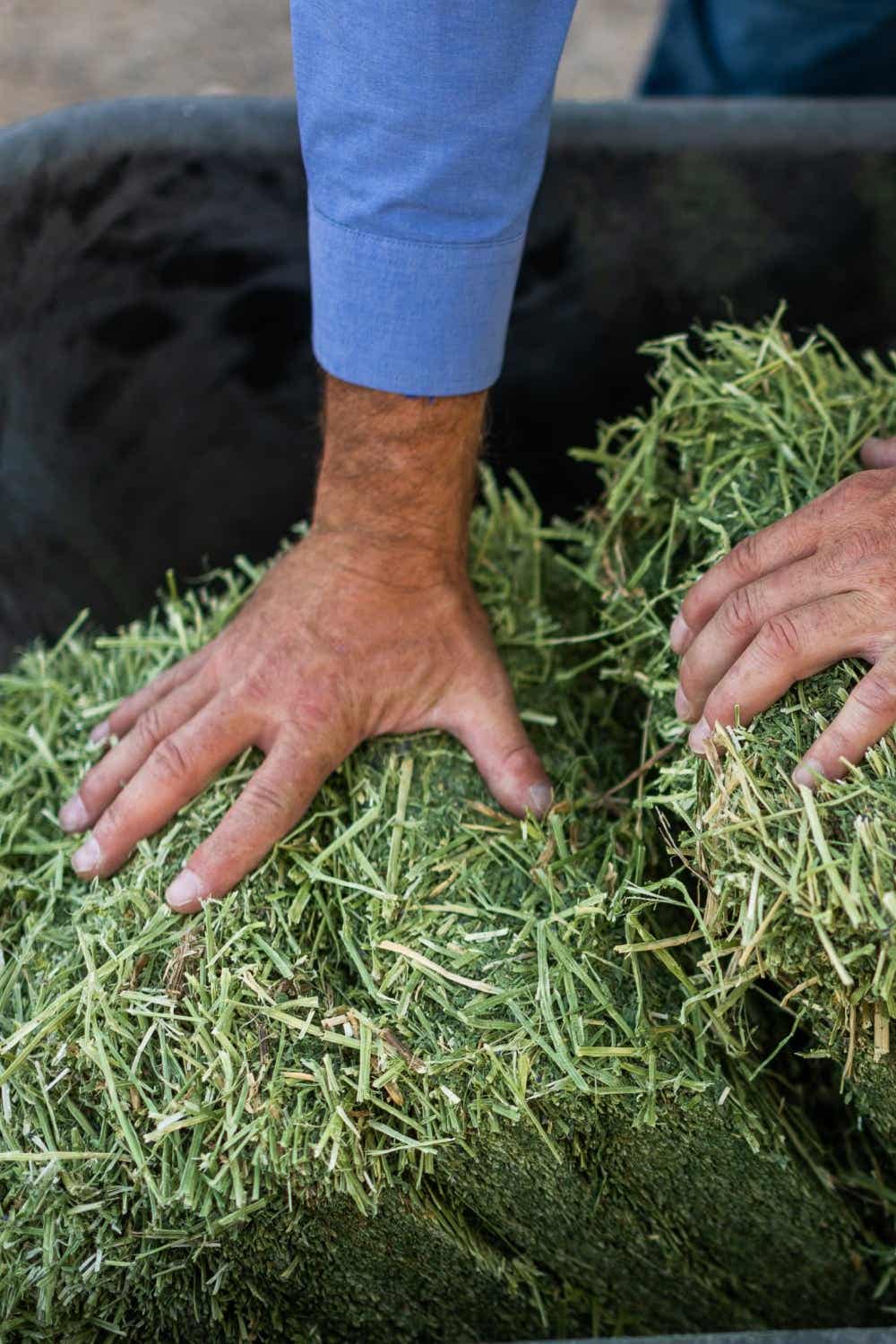Two factors that make Standlee forage is so green.