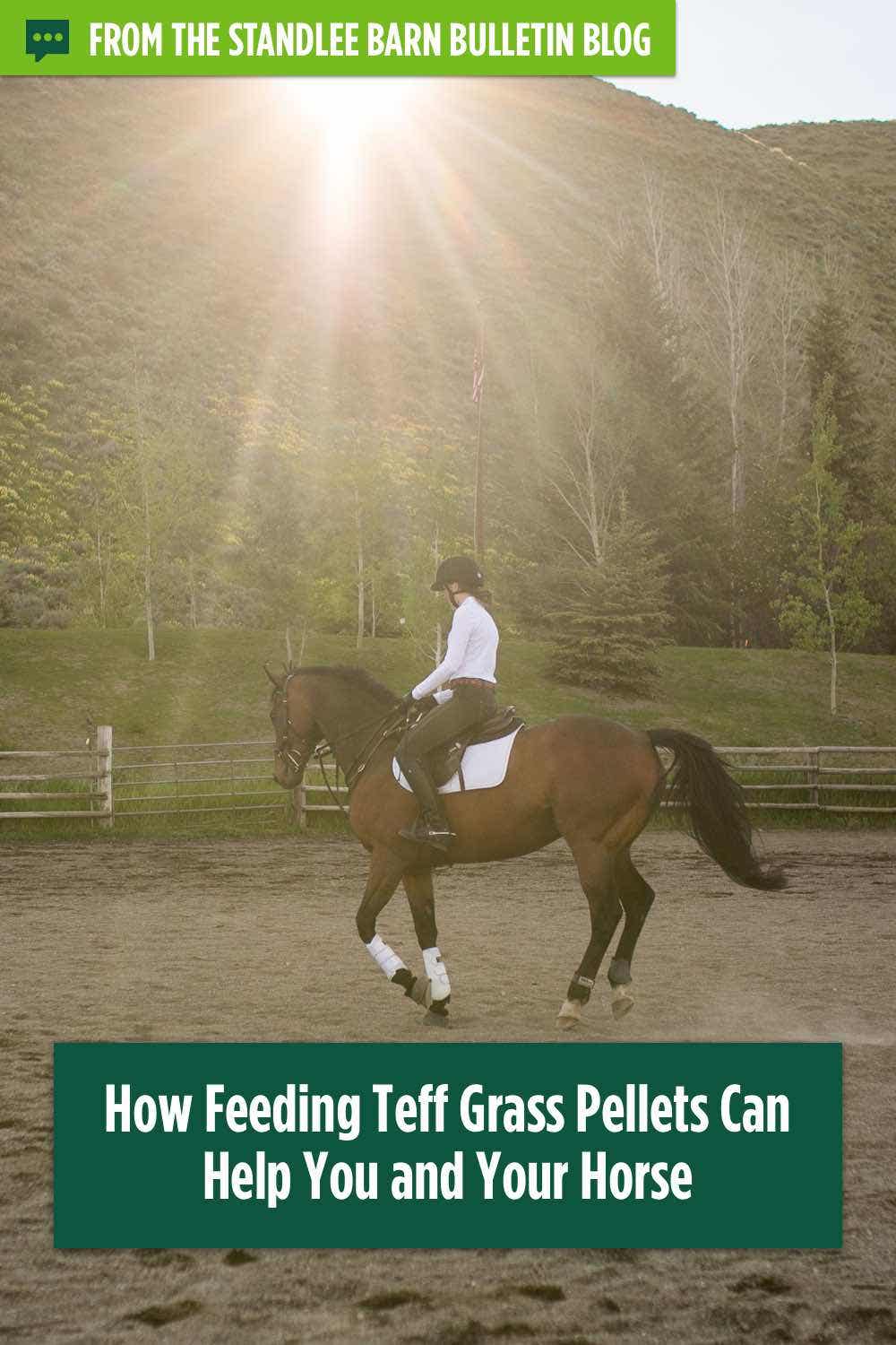 How Feeding Teff Grass Pellets Can Help You and Your Horse