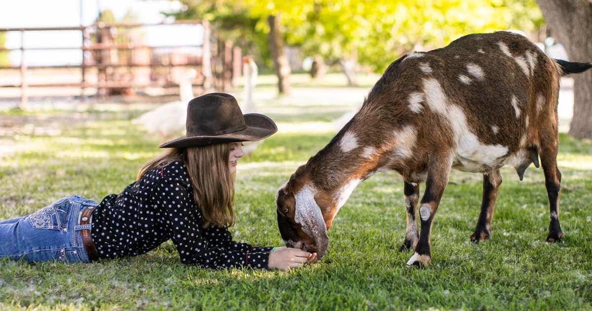 How to manage goat’s weight an optimal feeding guide.