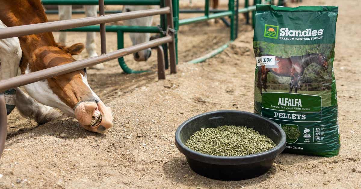 The Ultimate Guide to Feeding Forage Pellets to Horses.
