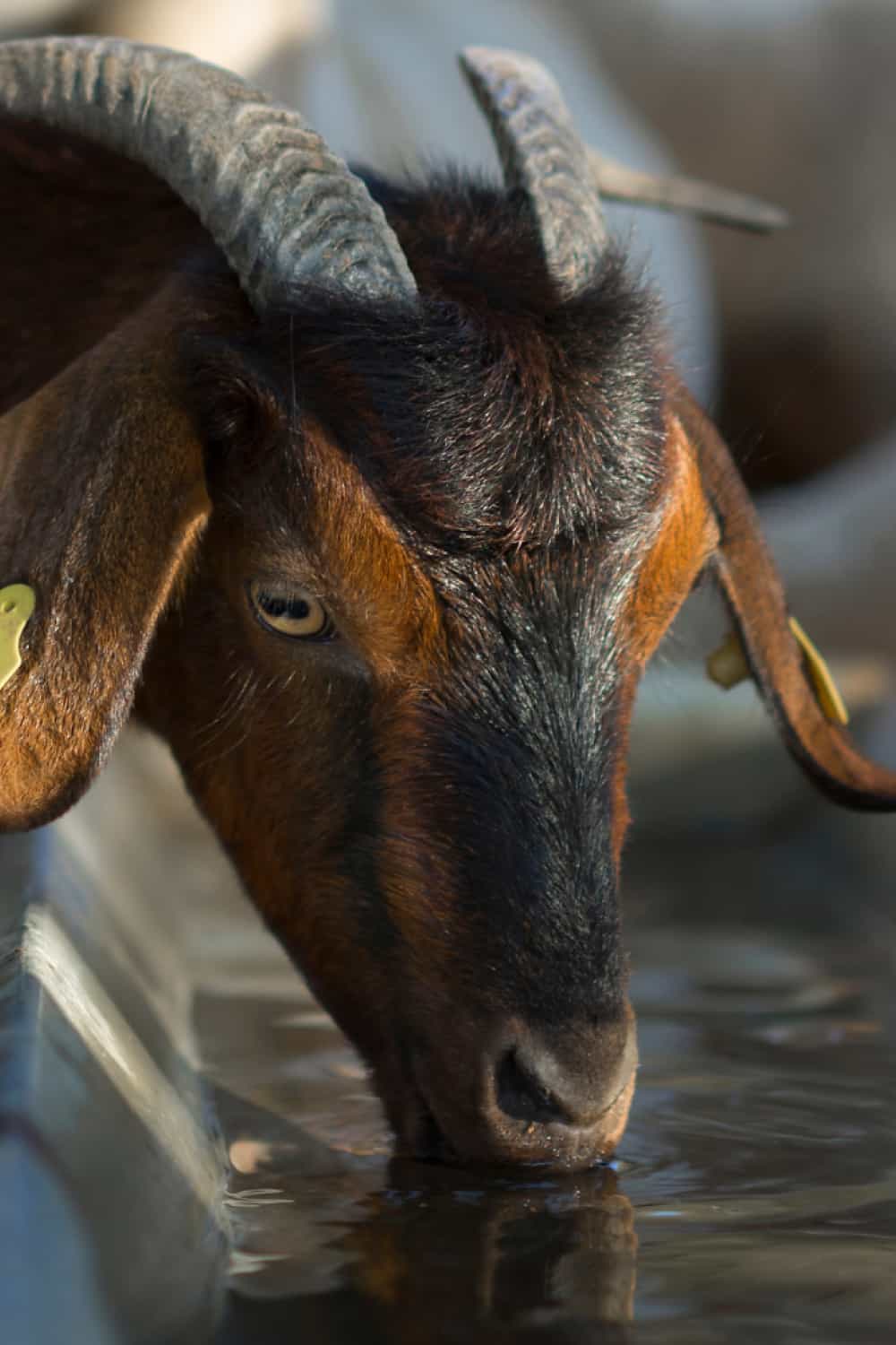Understanding Goat Dehydration: Causes, Symptoms, & Solutions