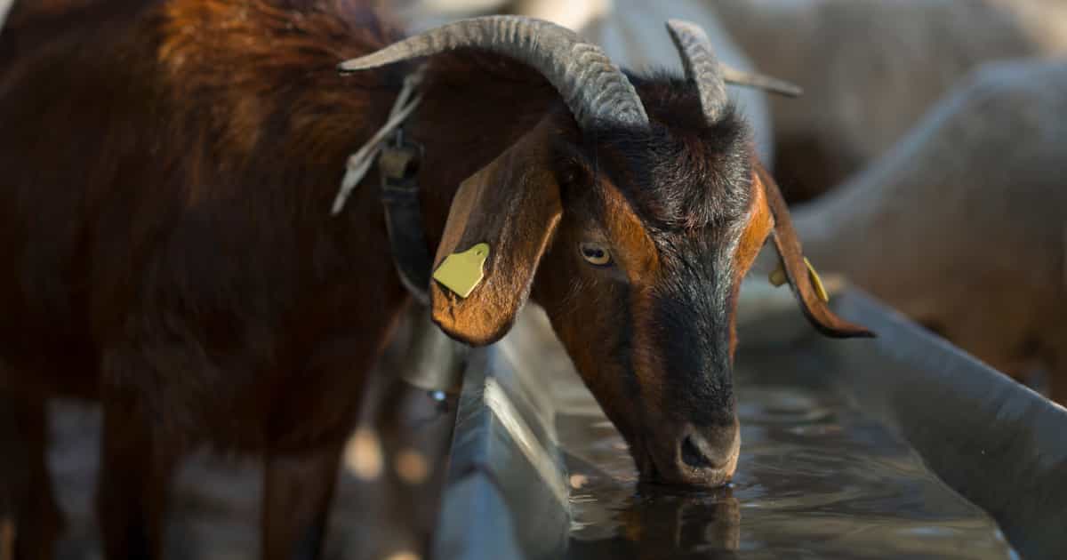 Understanding Goat Dehydration: Causes, Symptoms, & Solutions