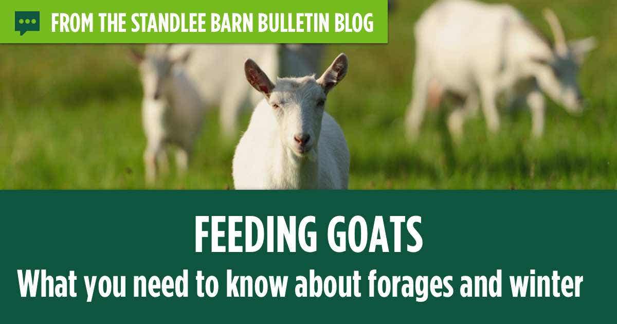 Feeding Goats: What you need to know about forages and winter