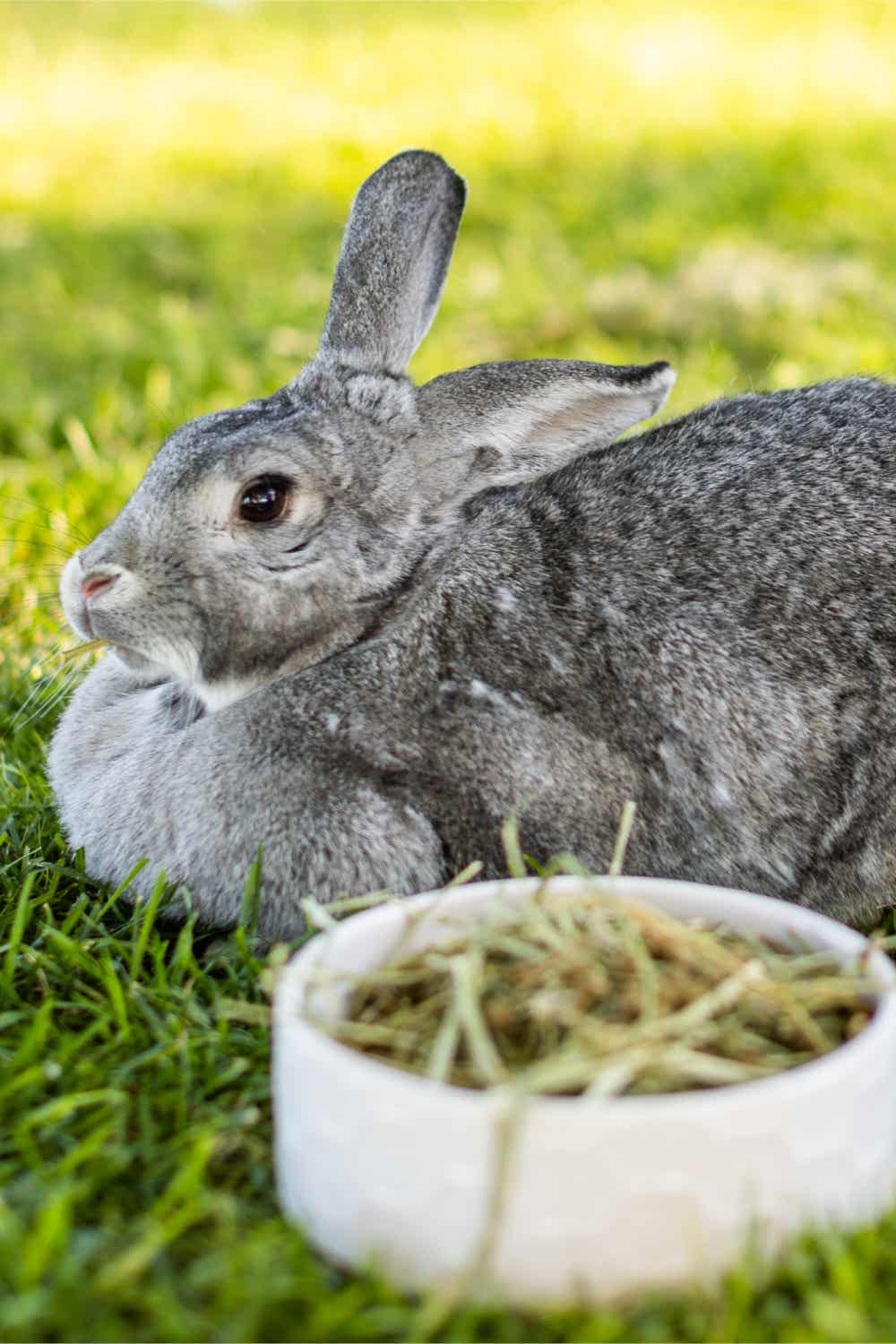 Hand-Selected Timothy Grass Products | Standlee Forage