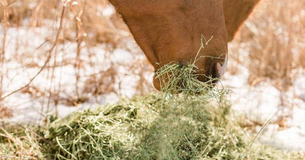 Selecting the proper forage for your horse.