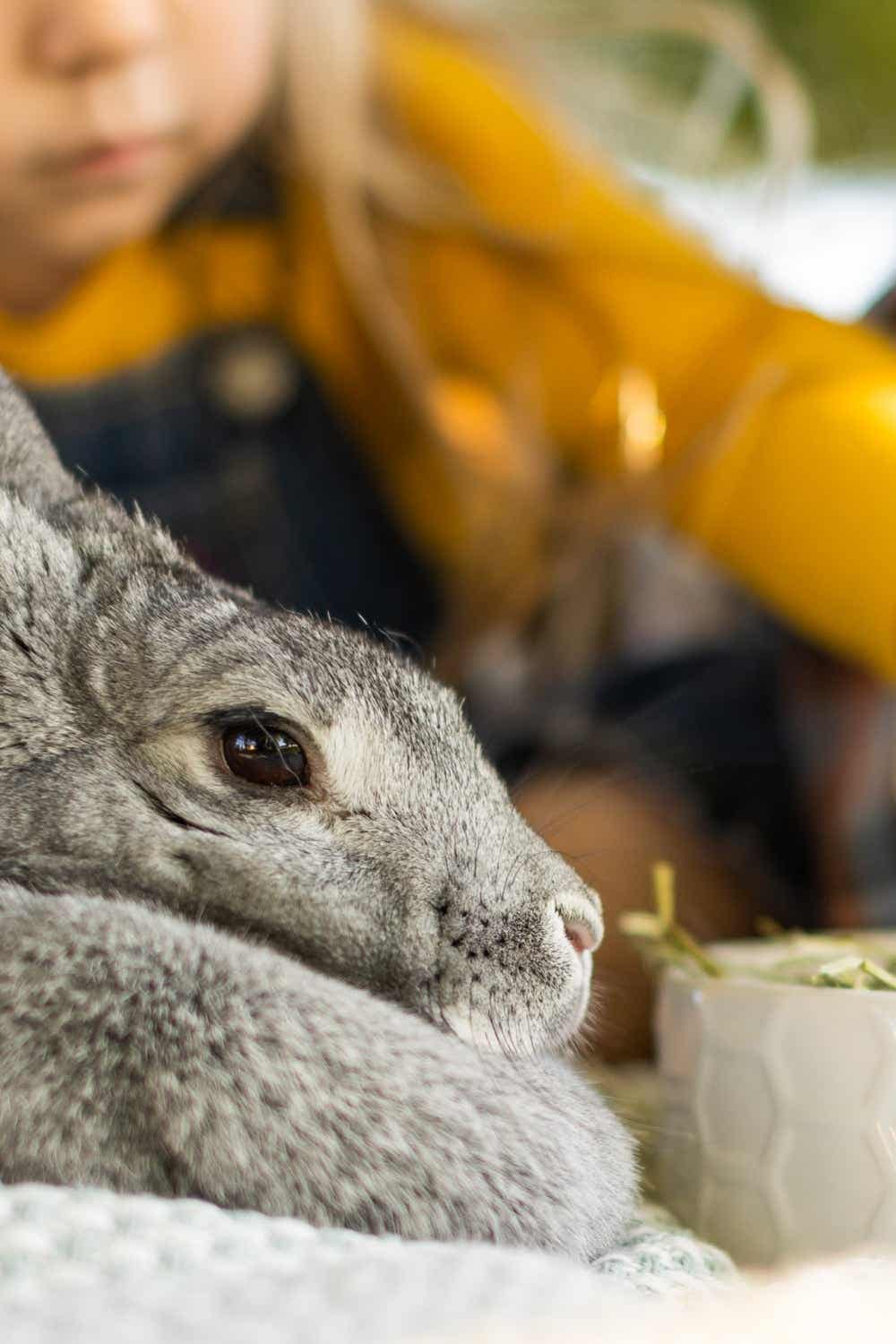 Digestive Health in Rabbits