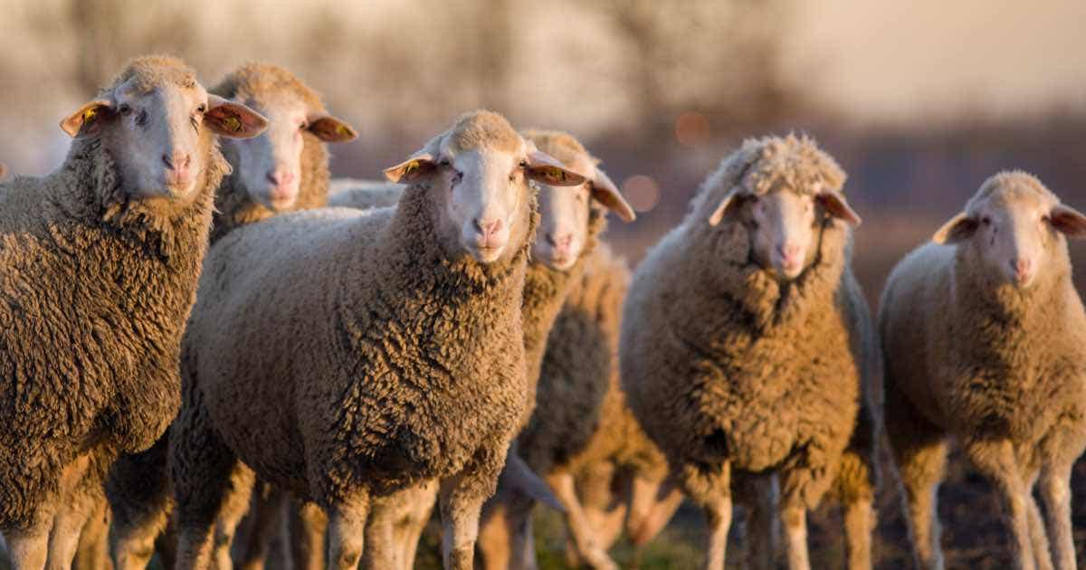 Feeding Sheep – What You Need to Know About Forage and Winter