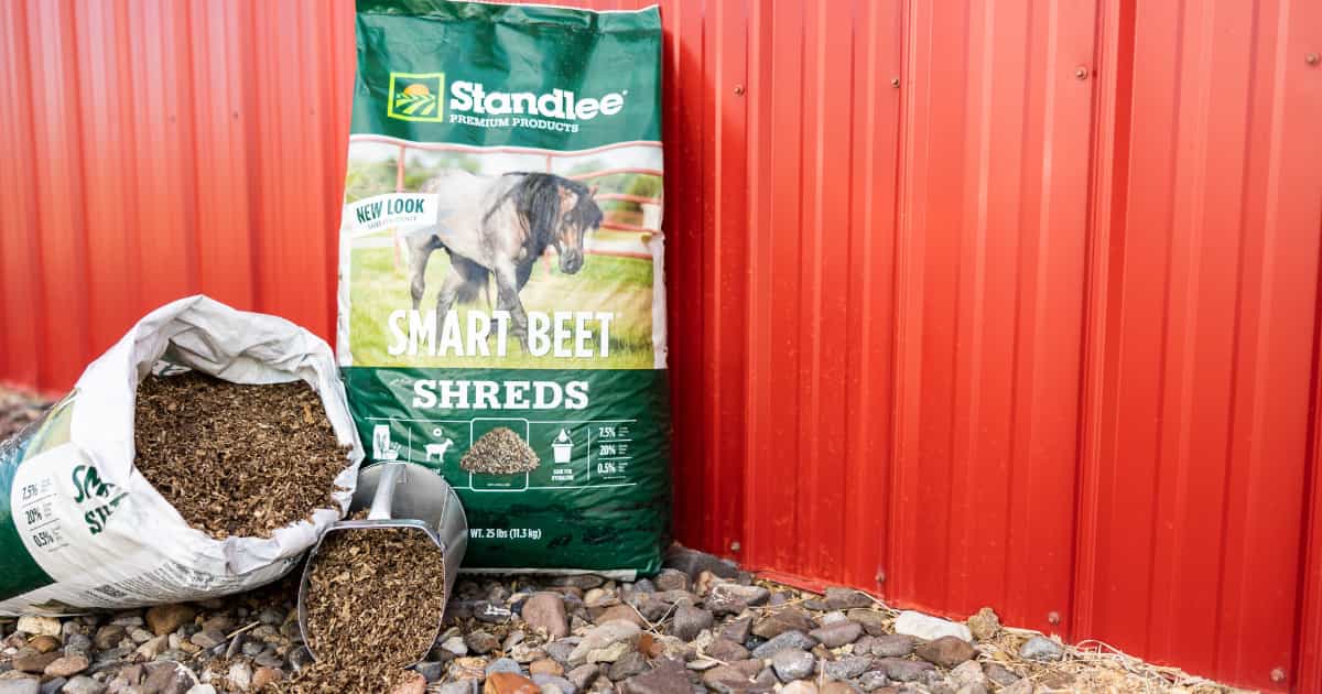 Complete Guide - Is Beet Pulp Feed Right for Your Horse