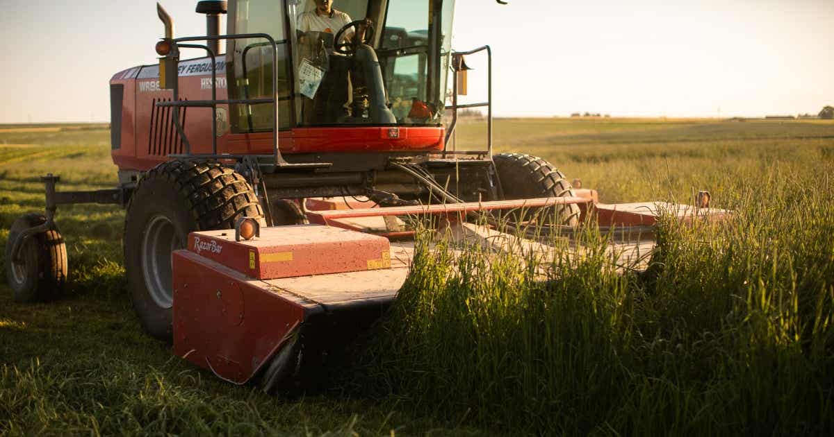 The Benefits of Feeding Timothy Hay Products to Horses